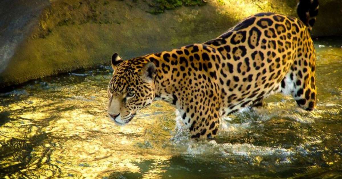 Zoo de SP têm visitas educativas para as crianças aprenderem mais sobre ...