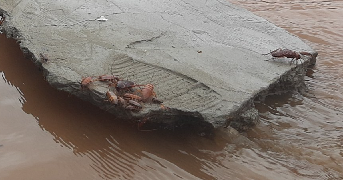 Canibalismo, nado e adaptação: entenda como ratos e baratas sobrevivem ...
