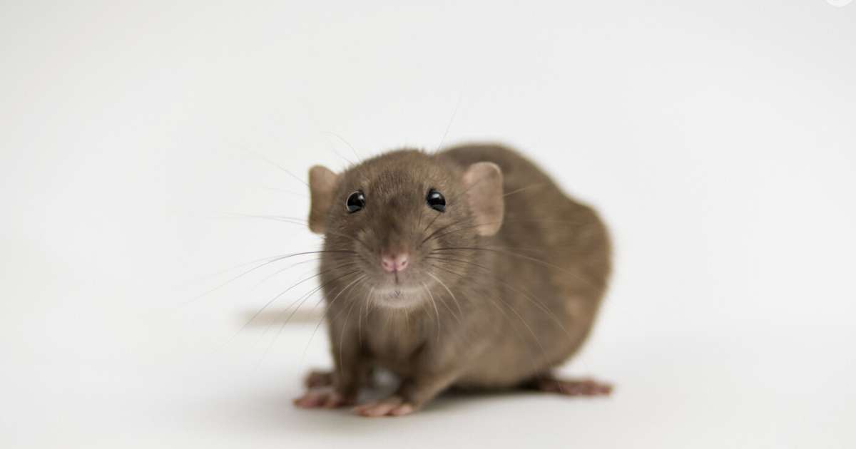 Sonhar com rato: o que significa e como interpretar corretamente