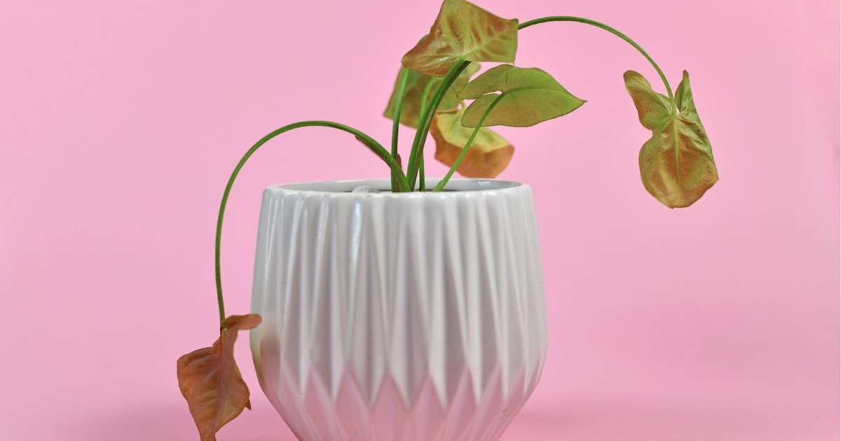 4 sinais de que as suas plantas estão morrendo
