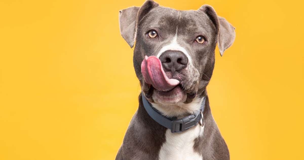 6 curiosidades sobre os cães: aprenda mais sobre o melhor amigo do homem 6 curiosidades sobre os cães: aprenda mais sobre o melhor amigo do homem