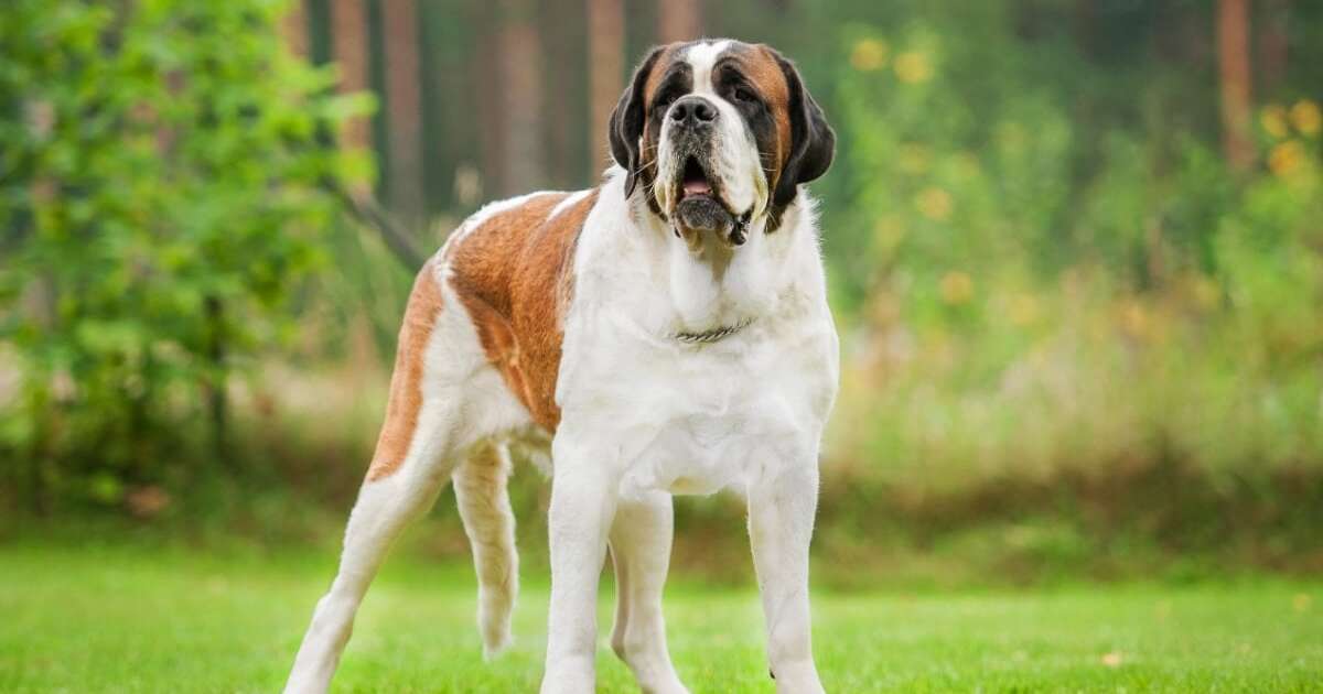 4 características do cachorro da raça São Bernardo