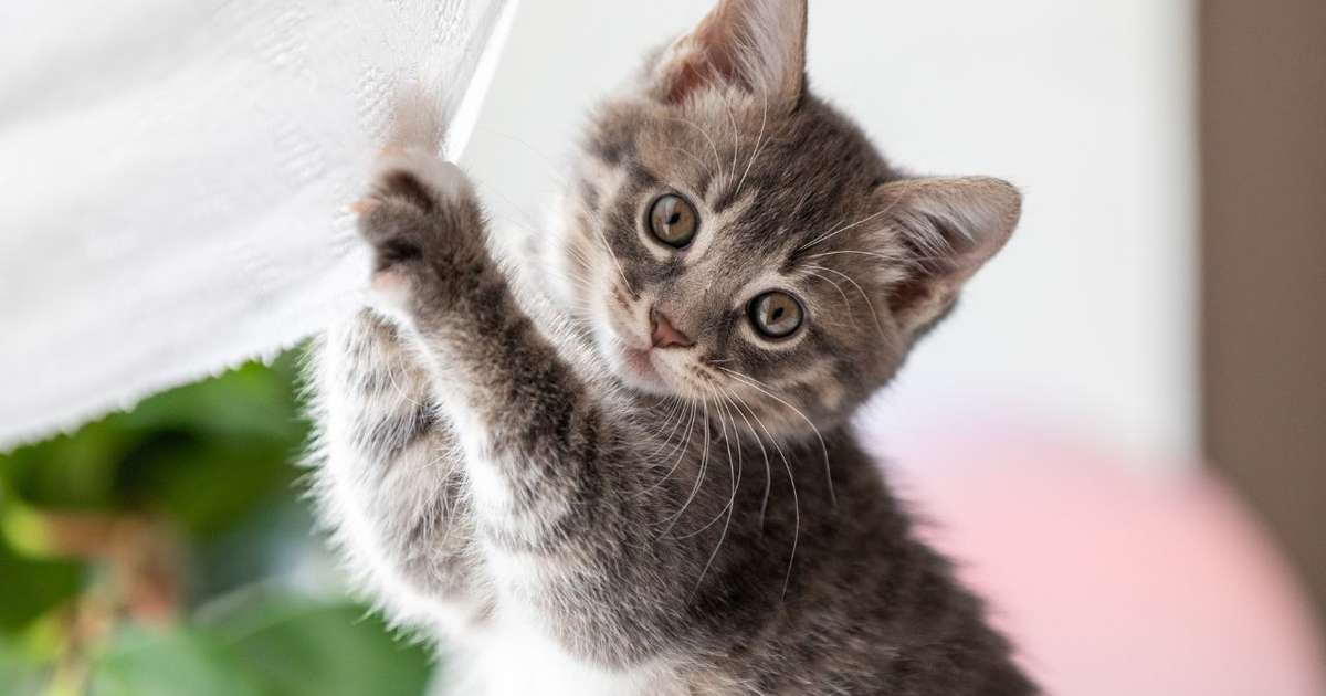 Adotar gato filhote: 7 dicas para ajudá-lo a se adaptar a sua casa