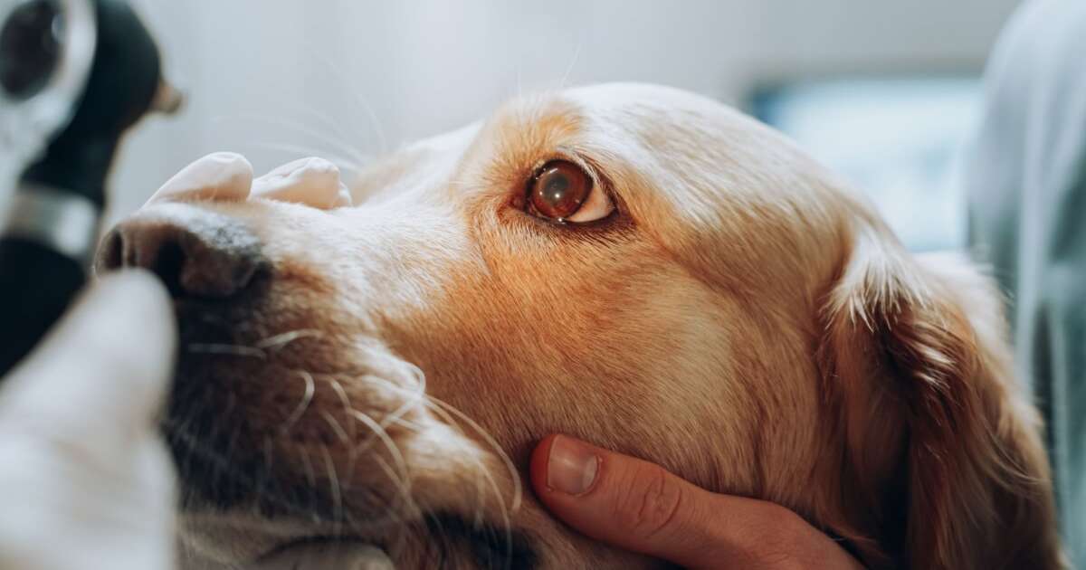 5 doenças oculares comuns em cachorros e gatos