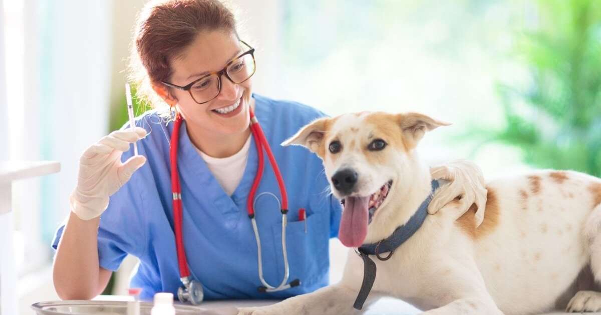 Veja quando vacinar cachorros e gatos