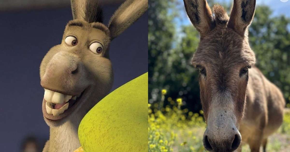 Ah, não! Burro de 30 anos que inspirou o melhor amigo de 'Shrek' está ...