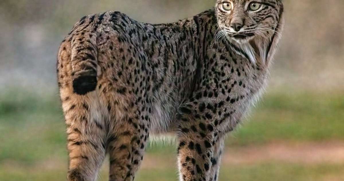 Espécie rara de felino sai da lista de animais à beira da extinção