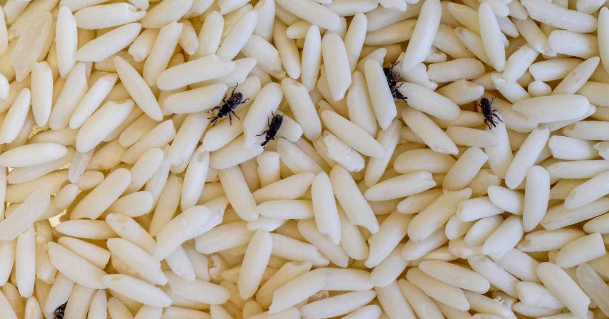 Comer alimentos com carunchos faz mal? Saiba como evitar a infestação ...