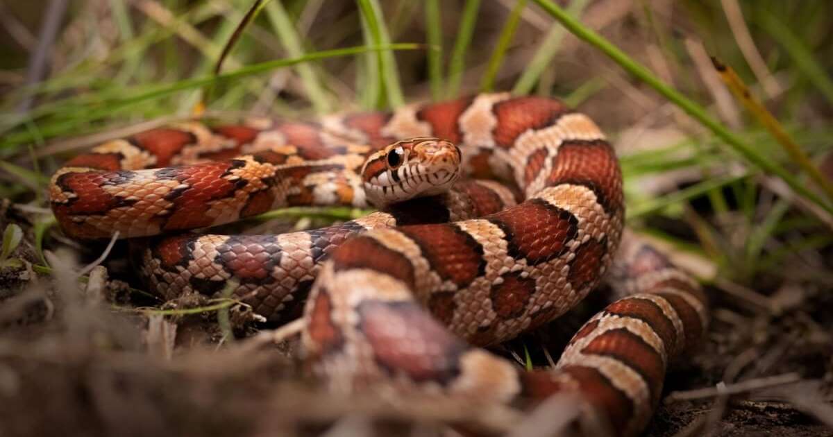 7 espécies de cobras que podem ser criadas legalmente