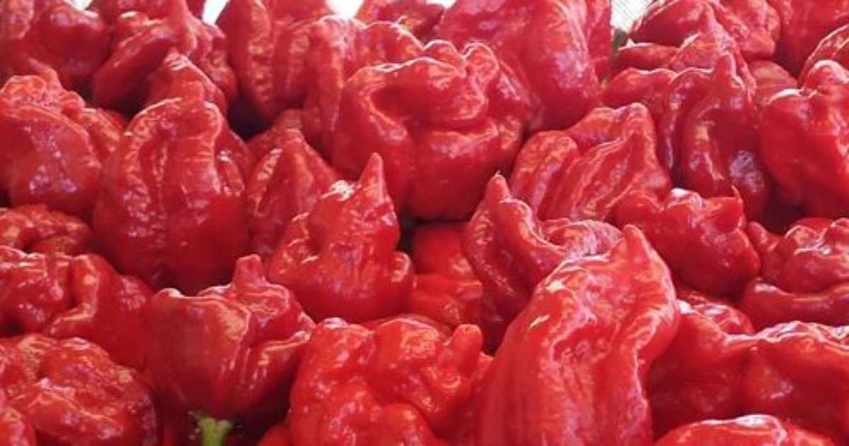 Conheça as cinco pimentas mais fortes do mundo