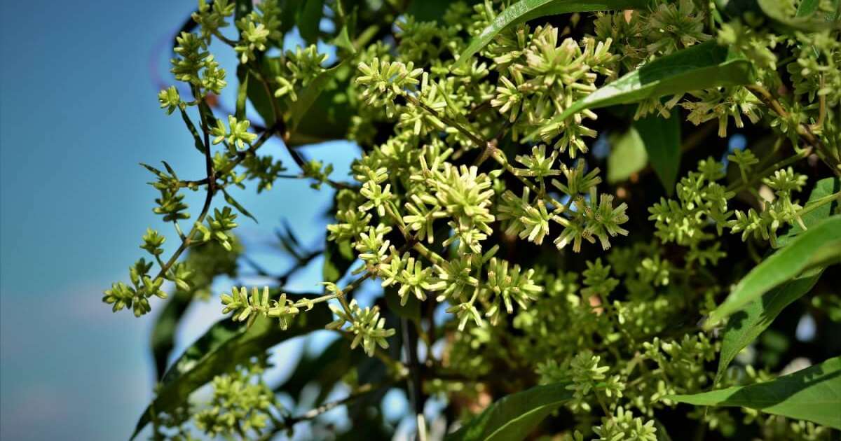 7 benefícios do guaco para a saúde e como usá-lo com segurança