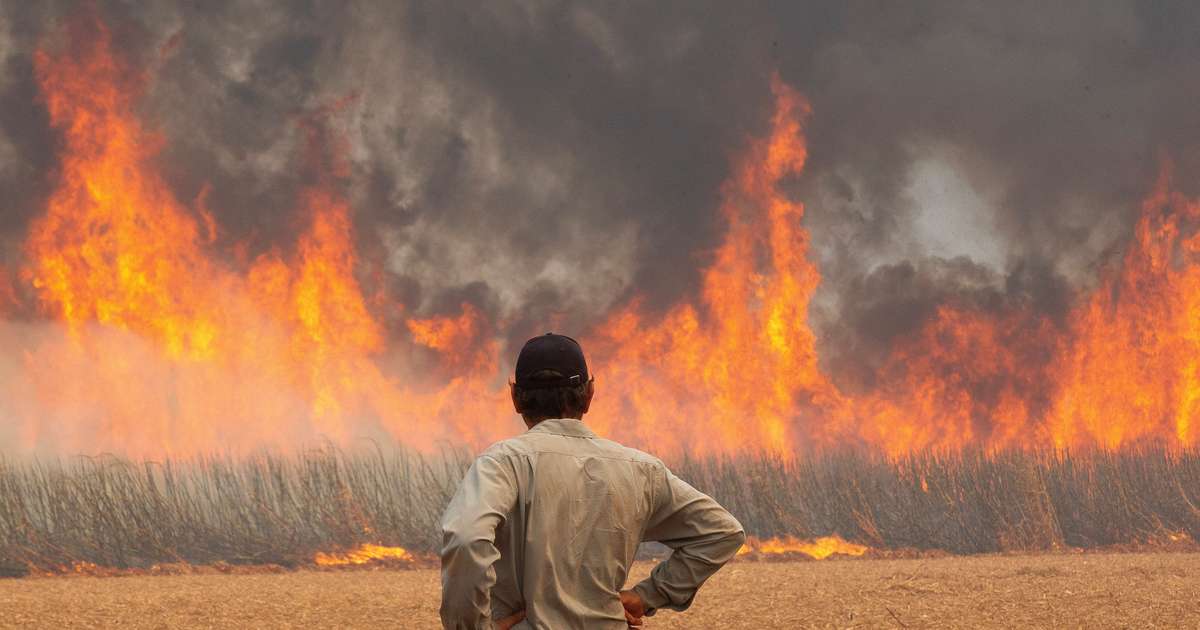 O que são queimadas? Entenda causas, tipos e consequências