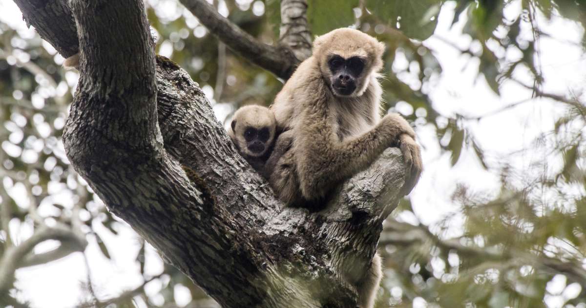 Muriqui-do-norte: 6 curiosidades sobre o maior primata brasileiro das ...
