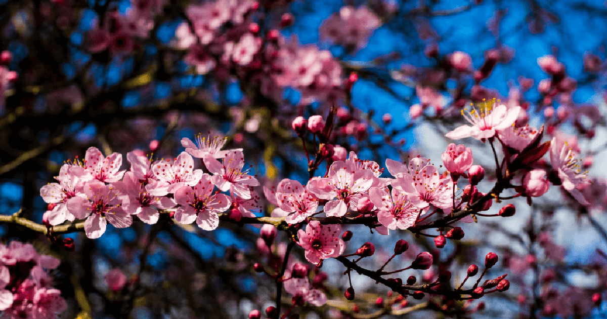 Primavera 2024: data e dicas para cuidar da saúde nesta estação