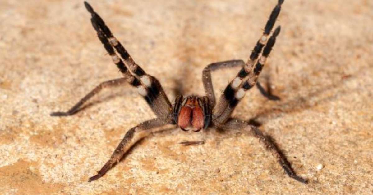 Saiba quais são as aranhas mais venenosas do mundo