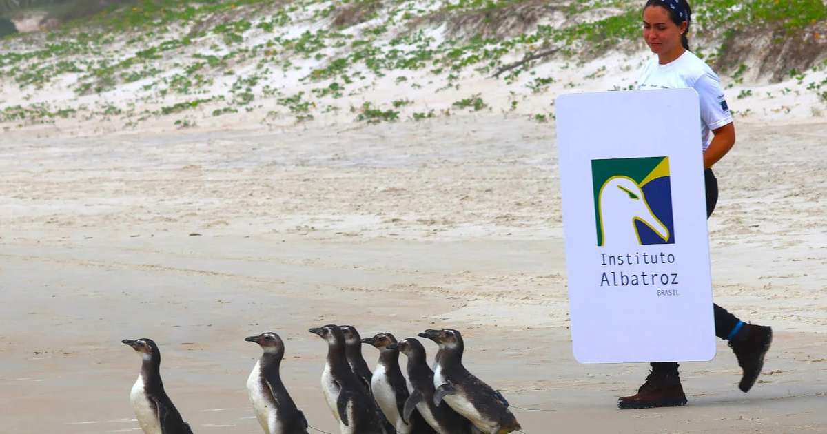 Pinguins são devolvidos ao mar, em Cabo Frio, no Rio de Janeiro