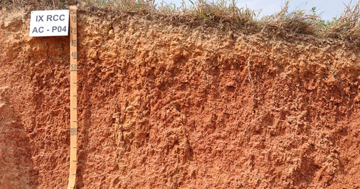 Tipos de solo: principais características e diferenças