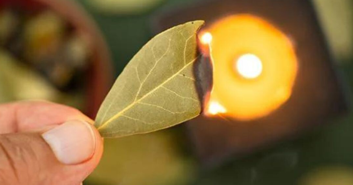 Veja por que você deve queimar folhas de louro em sua casa