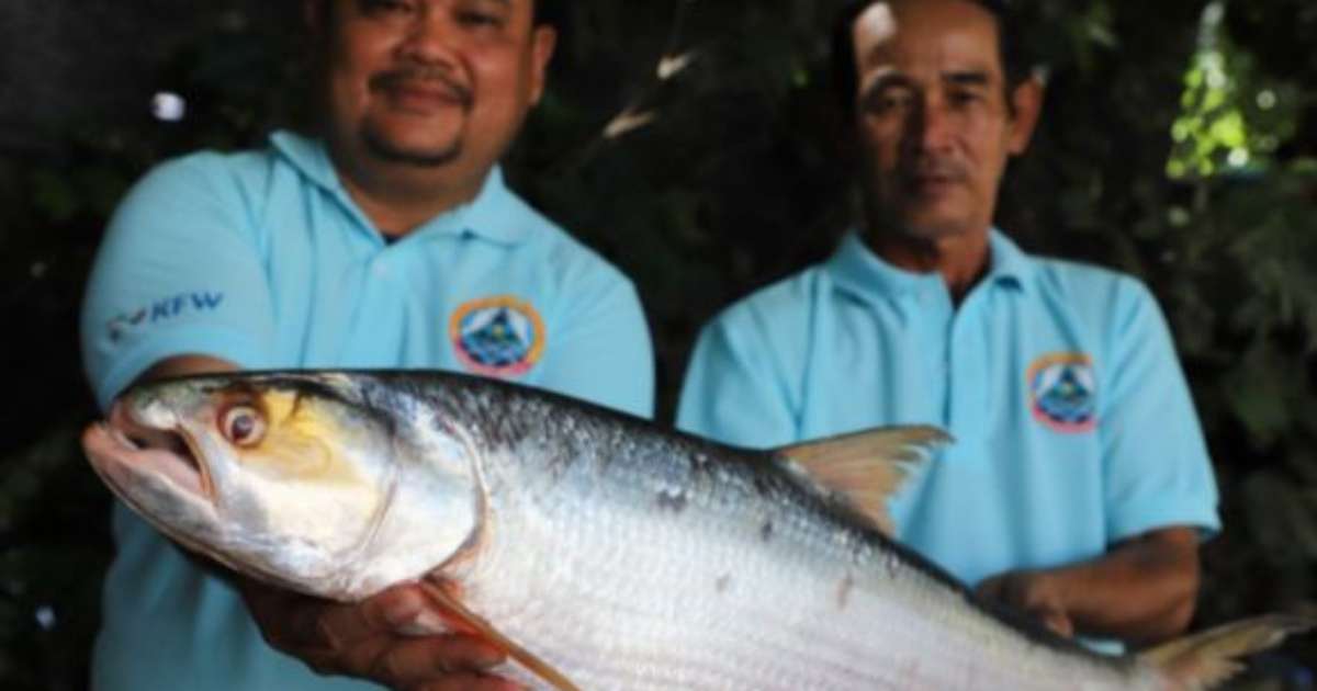 Peixe ‘fantasma’ é visto no Camboja anos após última aparição em 2005