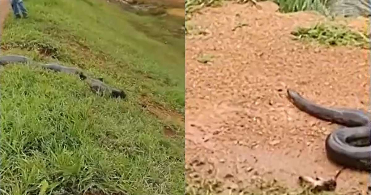 Sucuri de cerca de 3 metros para trânsito em rodovia de Goiás