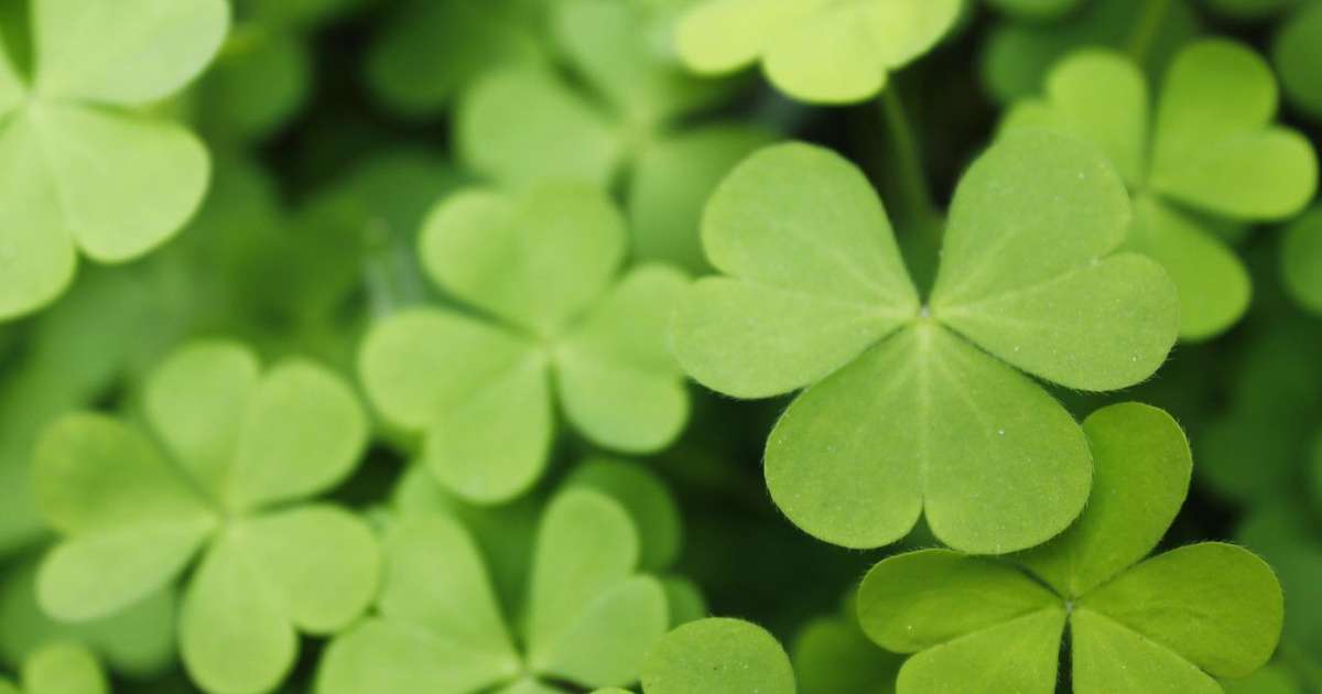 Atraia mais dinheiro para a sua vida com essas 6 plantas