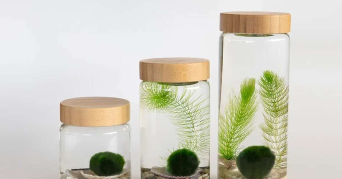 Pet ou planta? Conheça o marimo, alga marinha que é fácil de cuidar e ...