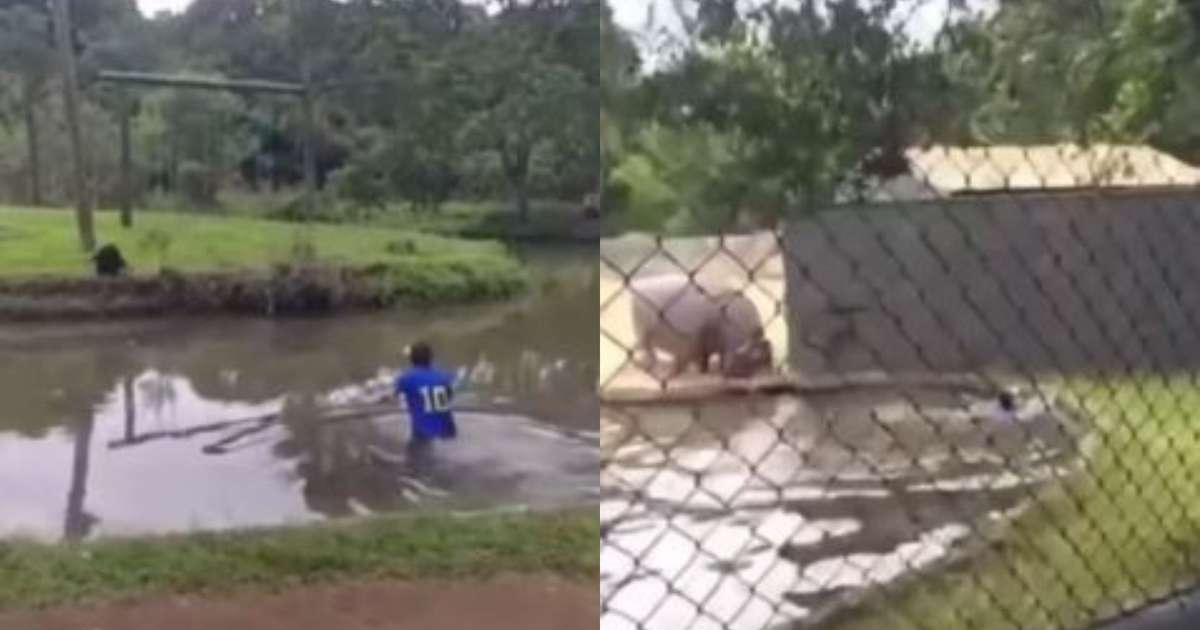 PR: Homem é detido após invadir espaços de macacos e hipopótamos em ...