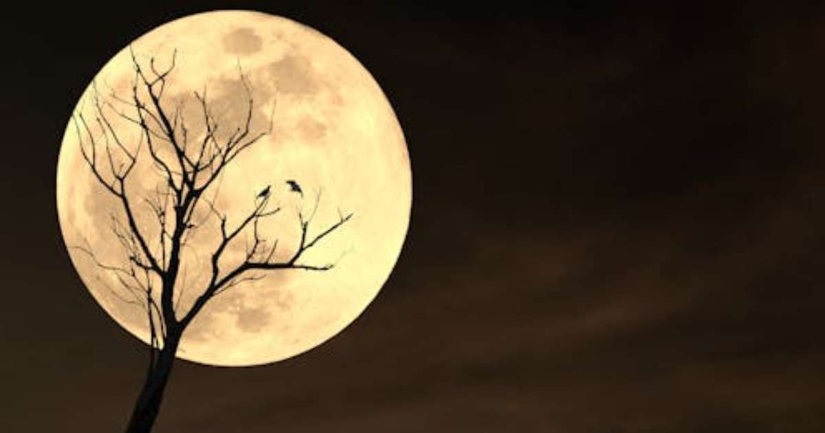 Cinco animais que se comportam de maneira diferente à luz da Lua