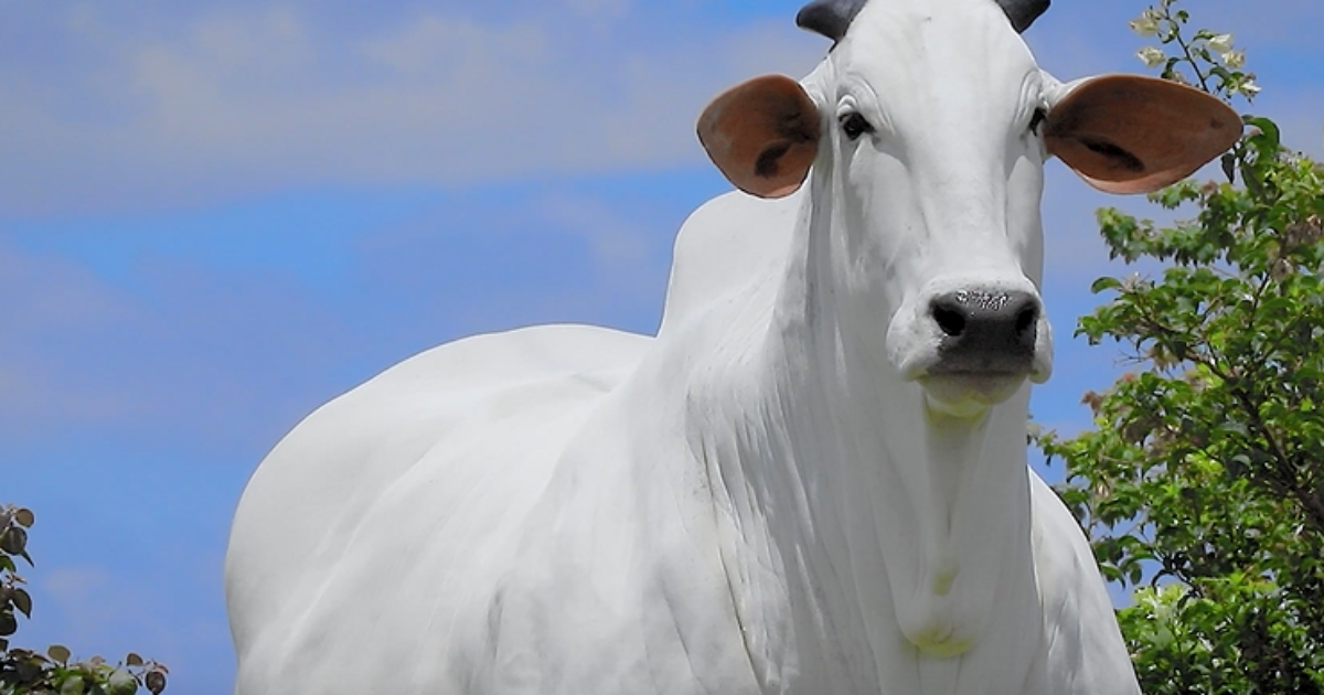 Vaca brasileira se torna a mais valiosa do mundo ao atingir mais de R ...