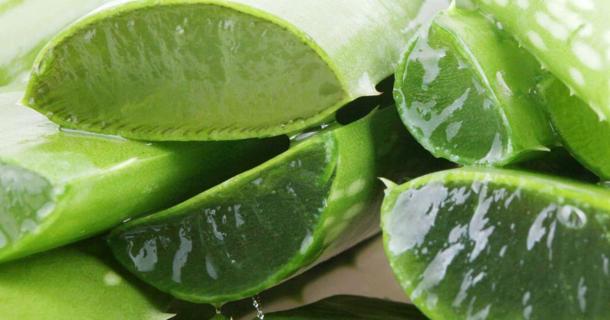 Babosa (Aloe Vera): para que serve, benefícios e como usar