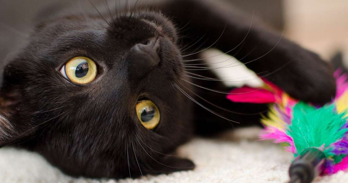 Você não precisa ter medo dos gatos pretos na última sexta-feira 13 do ...