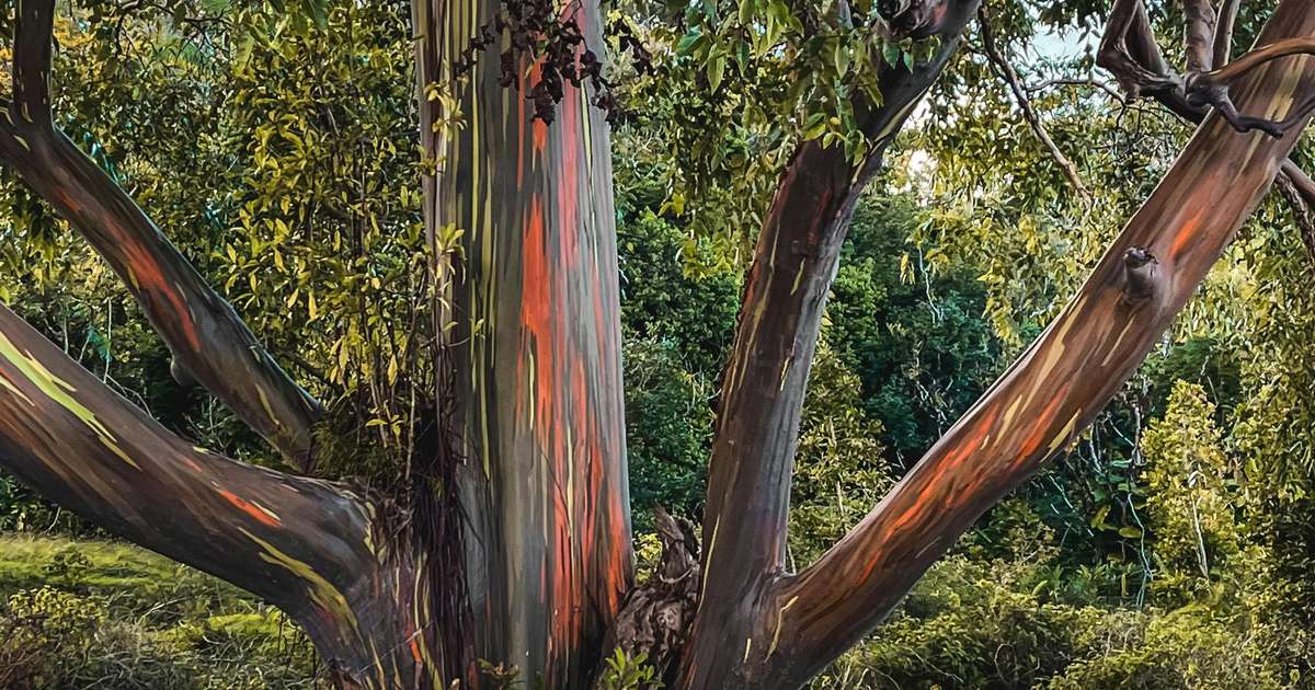 Eucalyptus Deglupta: conheça ‘árvore arco-íris’ que é usada para ...