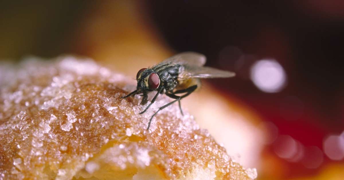 Mosca na comida: é melhor jogar fora ou pode comer?