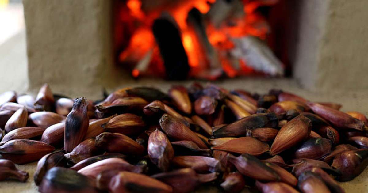 Como fazer pinhão cozido na panela de pressão? Aprenda com truques simples