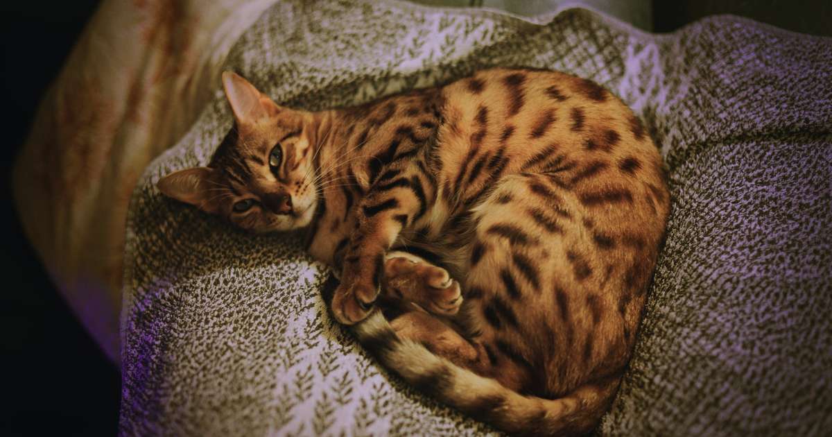 8 raças de gato híbridas para conhecer e se surpreender