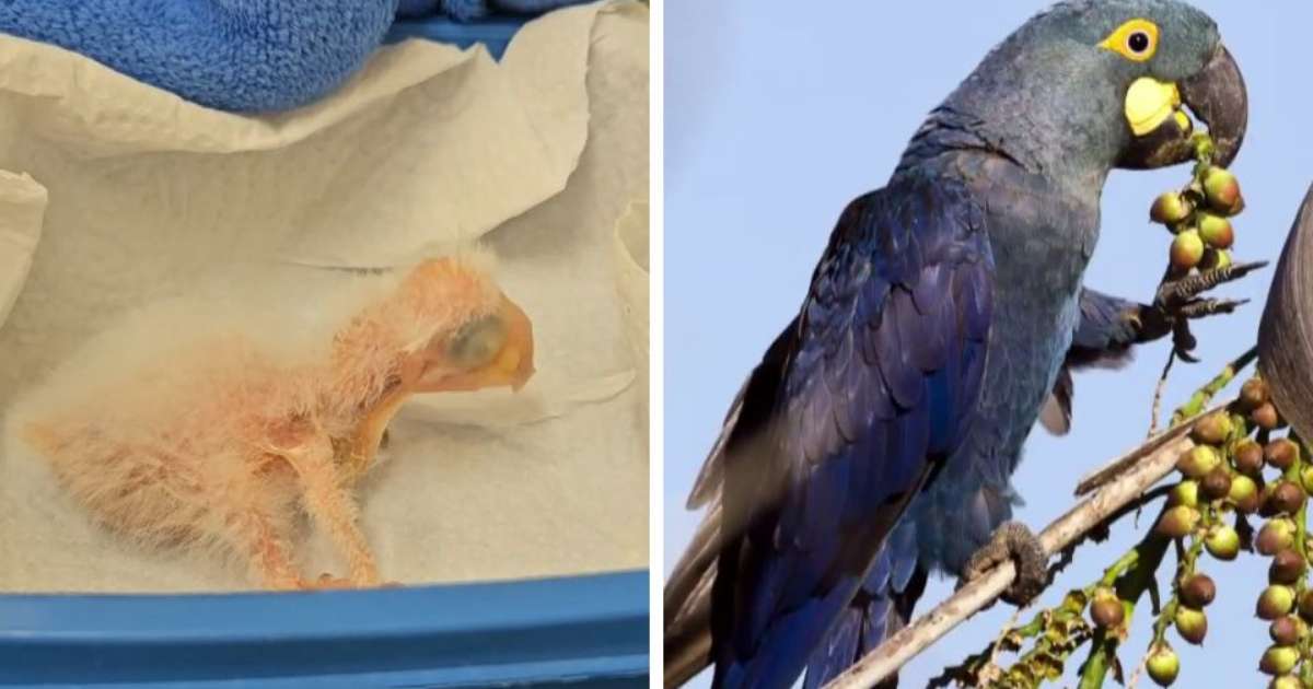 Nasce a primeira arara-azul-de-lear de 2025 em ‘maternidade’ de animais ...