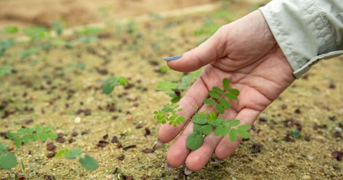 Quais os cinco temas de ESG que serão tendência em 2025? Especialistas ...