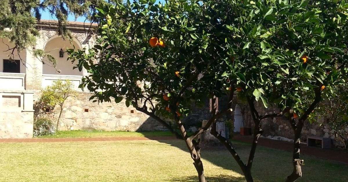 4 árvores frutíferas que você não deve ter no pomar ou jardim de sua ...