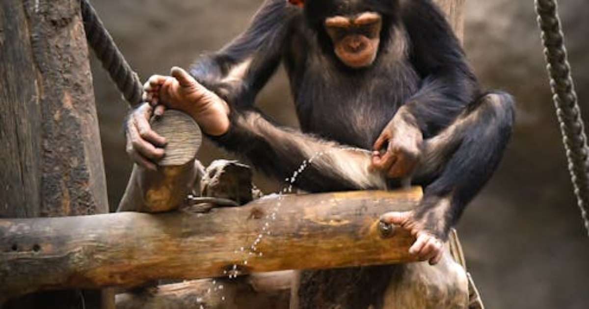 Os chimpanzés (também) urinam juntos para fazer amigos