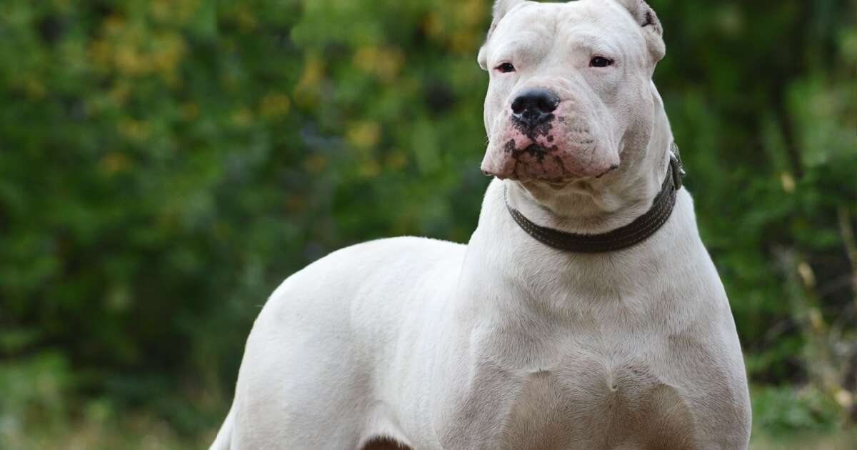 4 características do cachorro da raça dogo argentino
