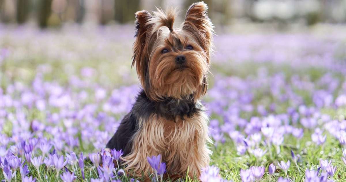 12 raças de cachorro para quem nunca teve um pet: os melhores cães para ...