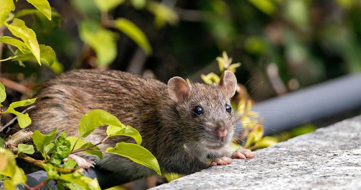 O que significa sonhar com rato