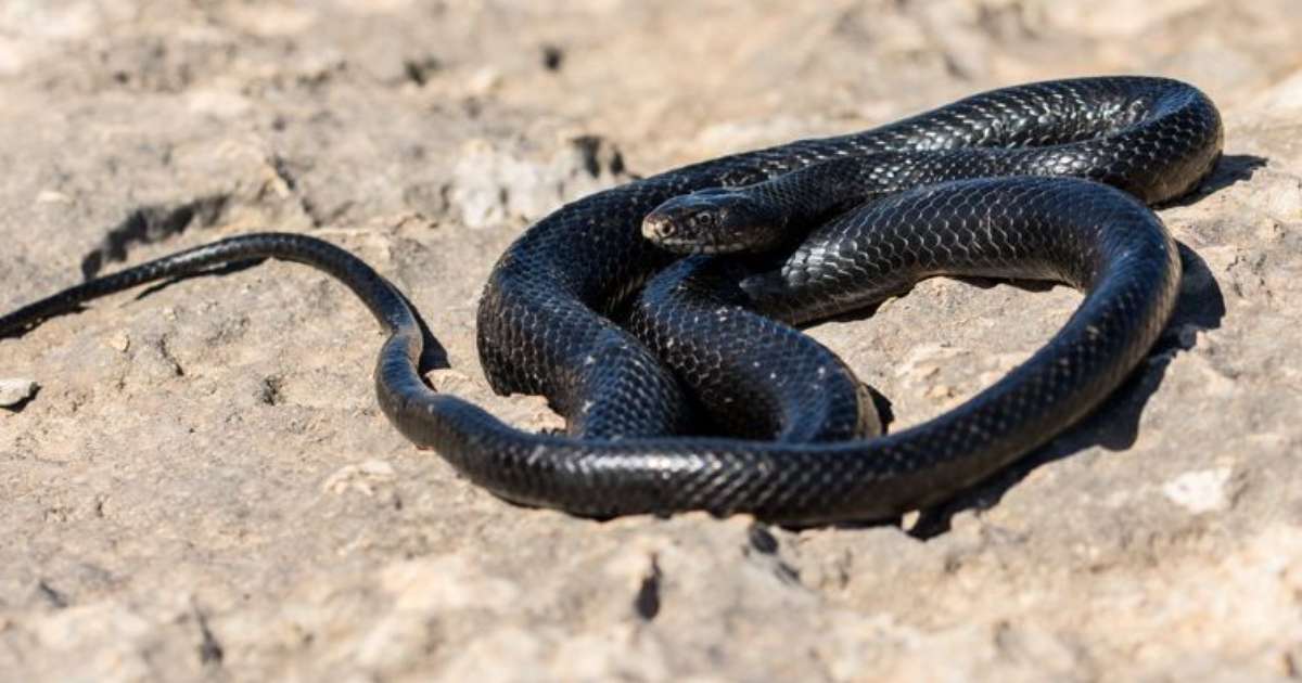Mais de 100 cobras venenosas são encontradas no quintal de casa na ...