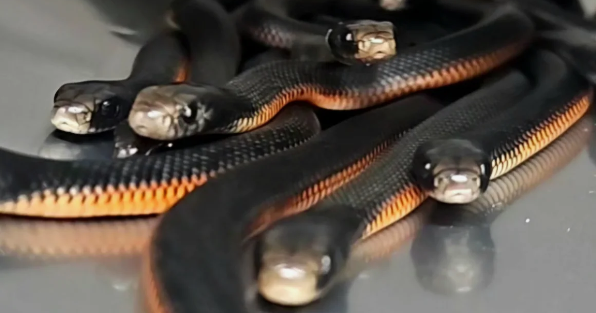 Dono de casa encontra mais de 100 cobras em jardim na Austrália