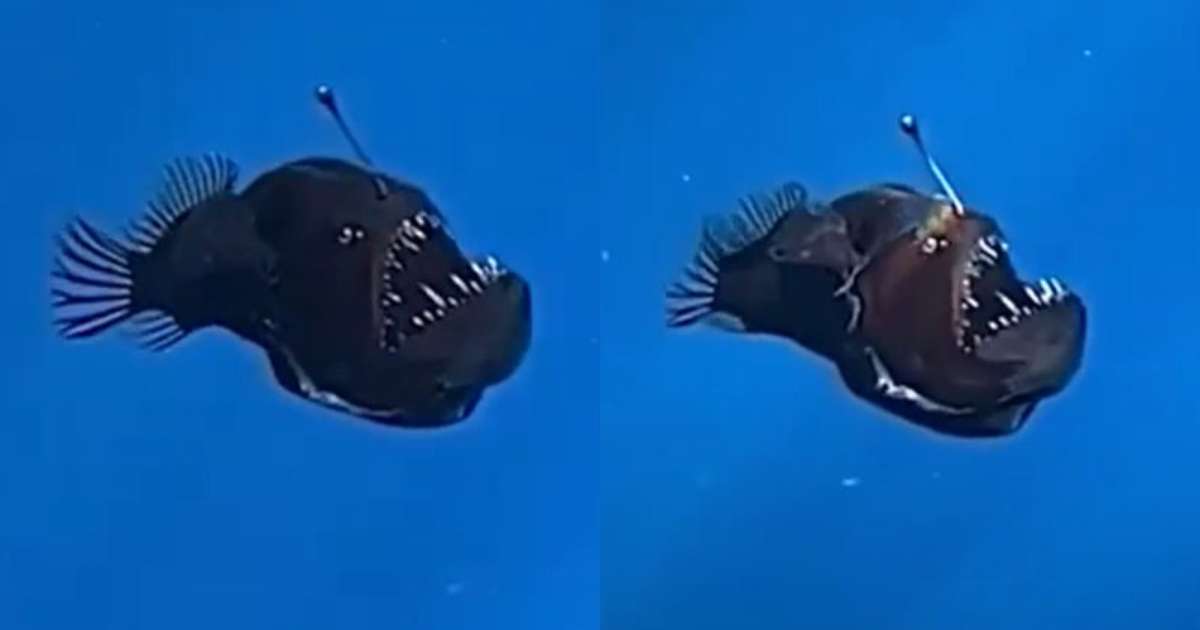 Peixe ‘diabo negro’ é filmado pela primeira vez durante o dia; veja