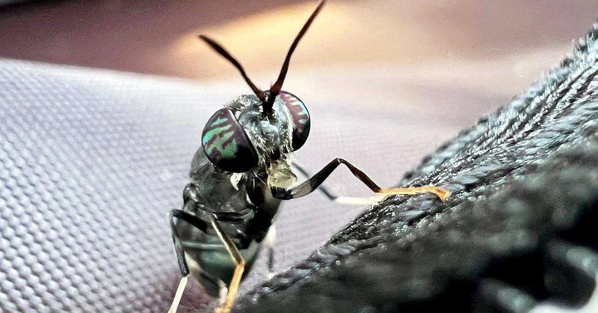 O pequeno inseto com grande apetite que transforma resíduos orgânicos ...