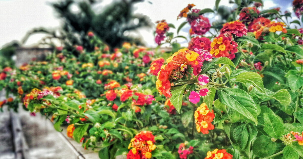 Nem gerânios, nem petúnias: esta é a planta que lhe dará flores o ano todo