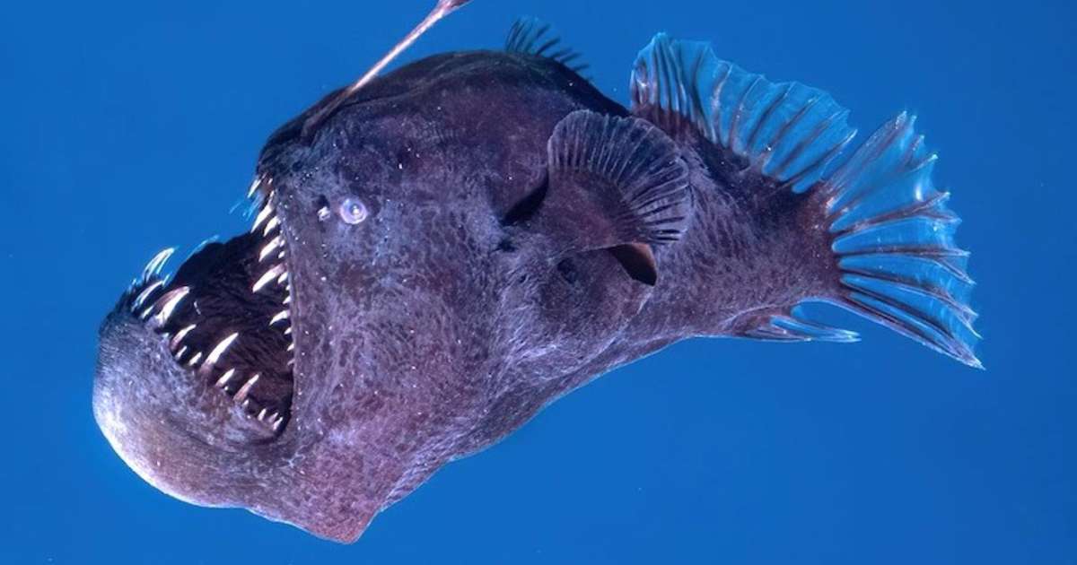 Peixe abissal: o que pode ter feito o "diabo negro" subir para a superfície do mar?