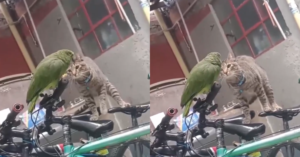 Papagaio é confrontado por gato e viraliza após 'pedir' socorro para avó