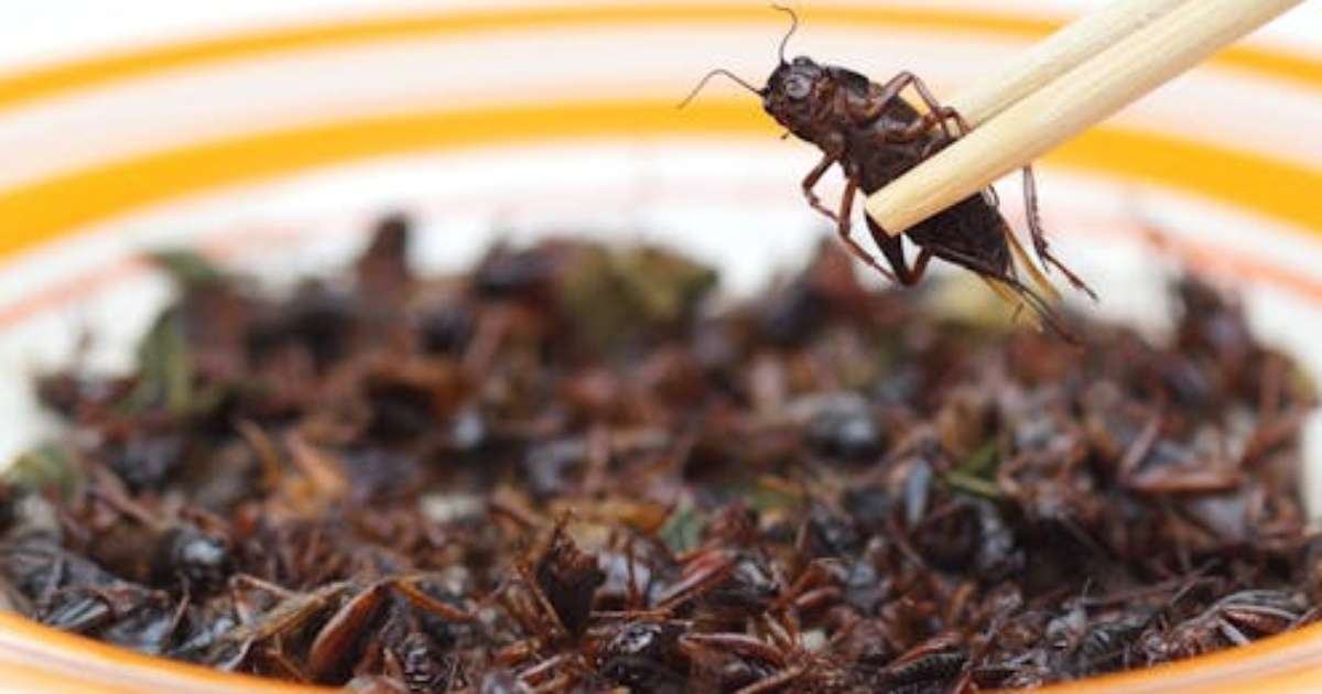 Comer insetos: uma promissora inovação alimentar que exige os mais ...